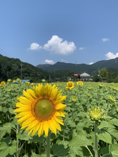 富岡市蚊沼地区ひまわり畑2024の開花状況は？見頃や駐車場も紹介！ | おーる群馬